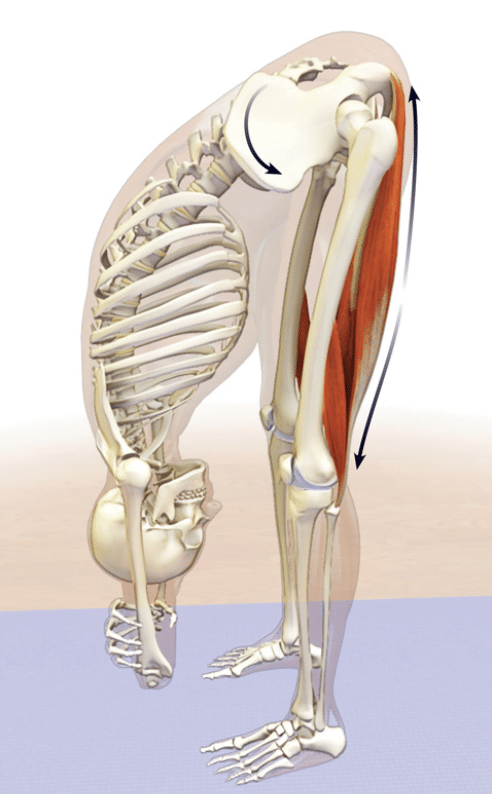 4 Hamstring Stretches For Office Professionals - Brilliant Massage & Skin